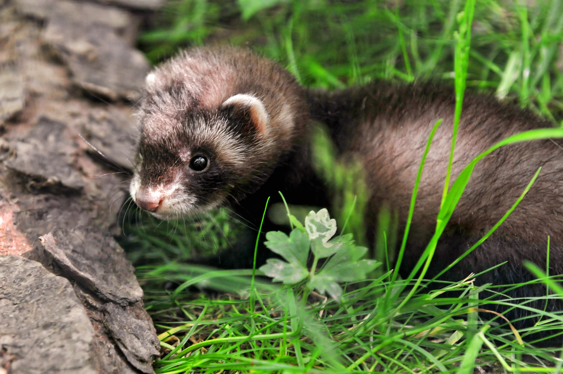 Weird Science: Female Ferrets Smithsonian Magazine