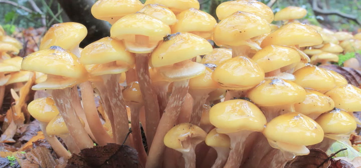Weird Science: Humongous Fungus Smithsonian Magazine