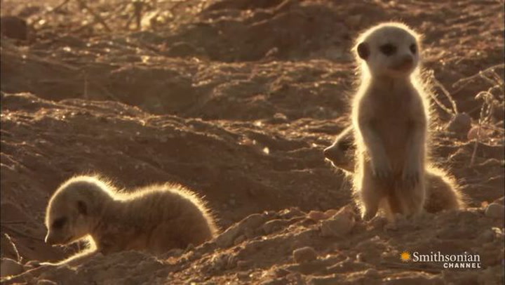 Baby Meerkats at Play Smithsonian Magazine