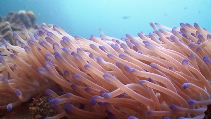 Stunning Underwater Footage Smithsonian Magazine