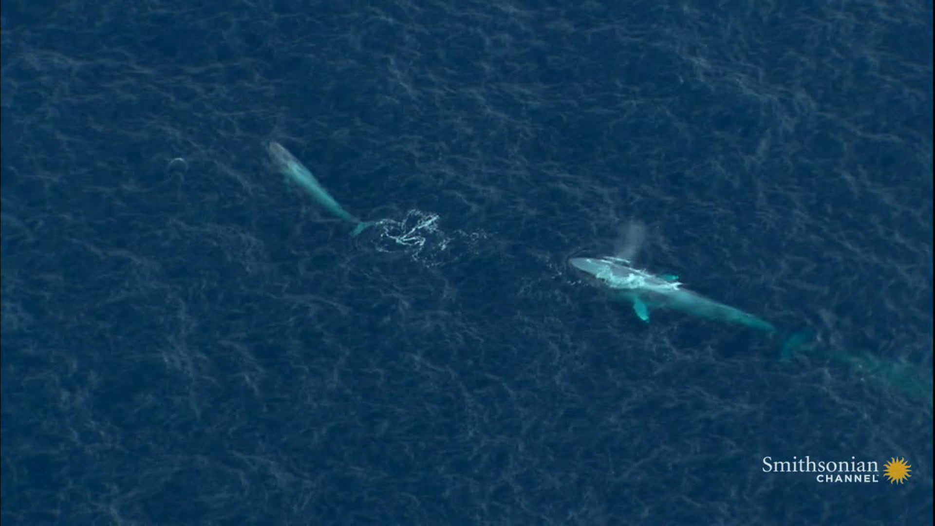 The Best Place to Find a Blue Whale Smithsonian Magazine
