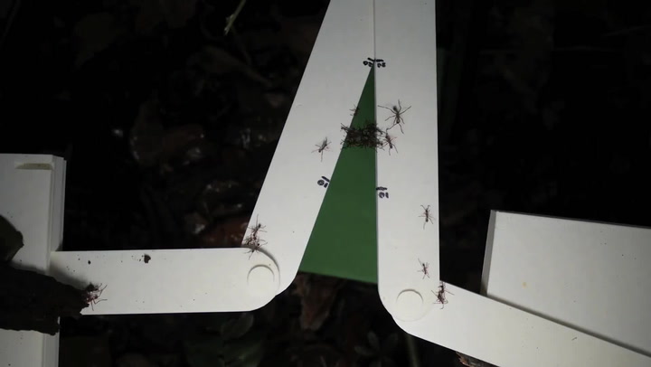 How Army Ants Build Better Bridges Smithsonian Magazine