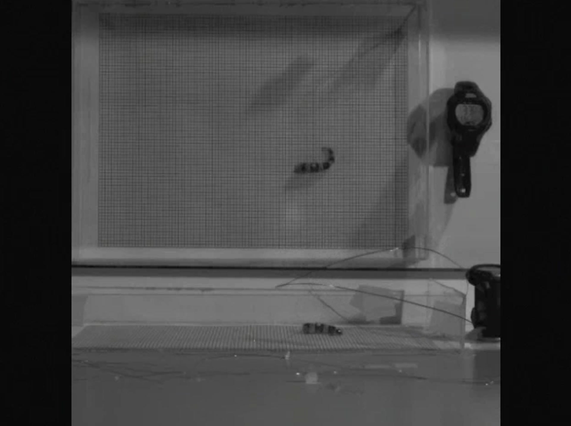 Watch the Geckos Tail Flip Smithsonian Magazine