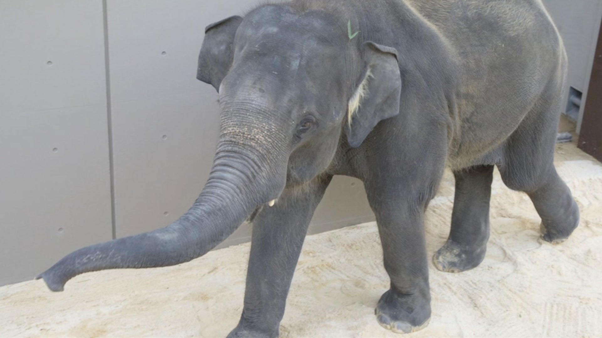 Meet the Elephants Smithsonian Magazine