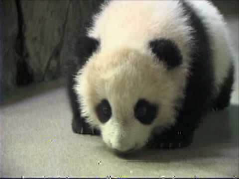 Farewell Panda, Tai Shan Leaves for China Smithsonian Magazine