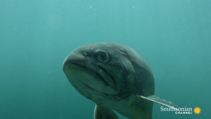 How Yellowstone Scientists Really Combat Invasive Species Smithsonian ...