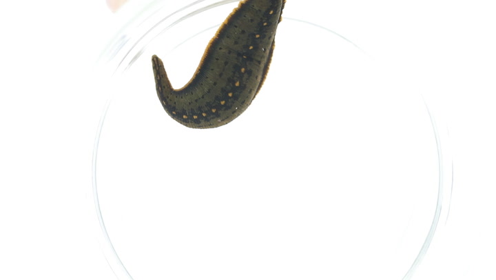 New Leech Species Macrobdella mimicus Smithsonian Magazine
