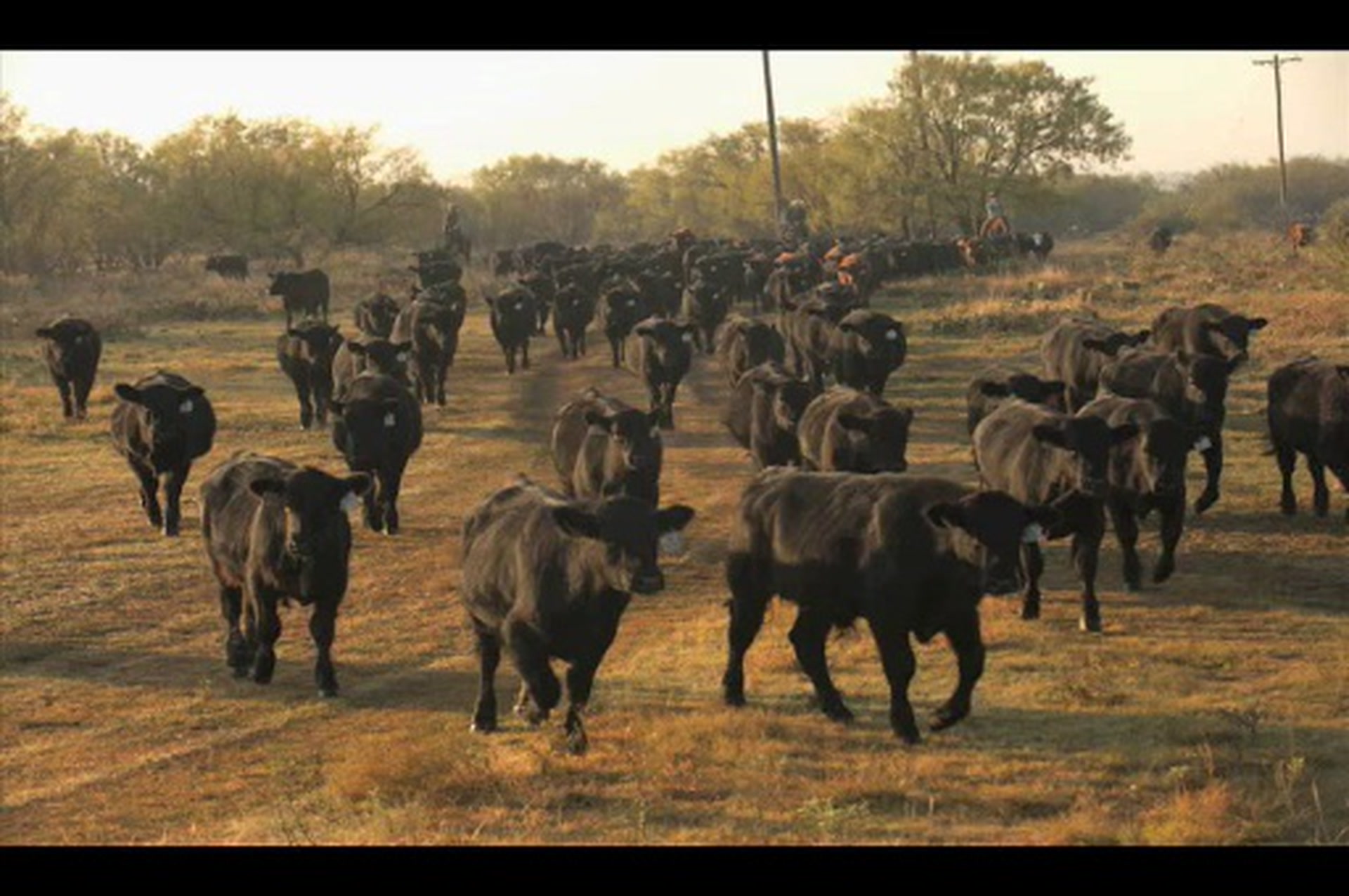 The Cowboys of R.A. Brown Ranch Smithsonian Magazine