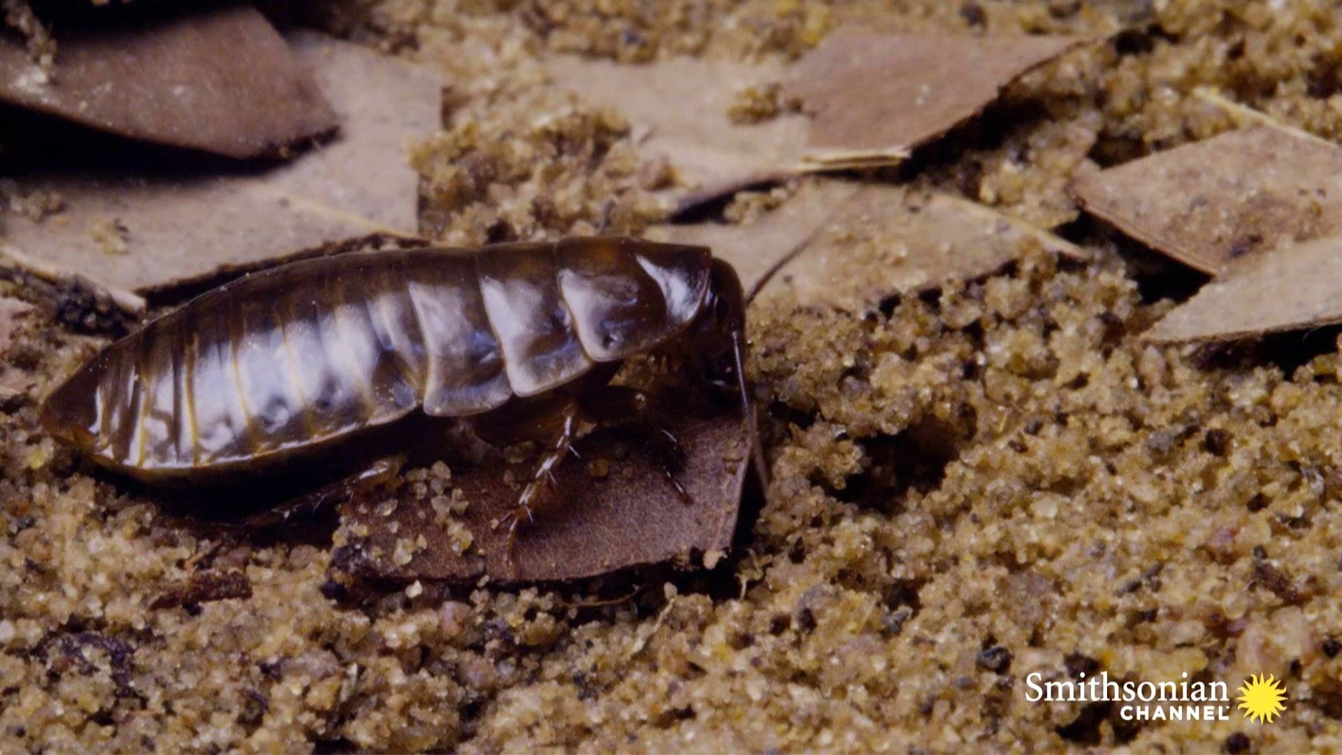 This Devoted Mother Is Also a Cockroach Smithsonian Magazine