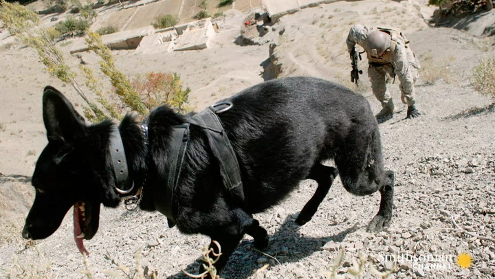 The Best Way to Find IEDs? Smithsonian Magazine