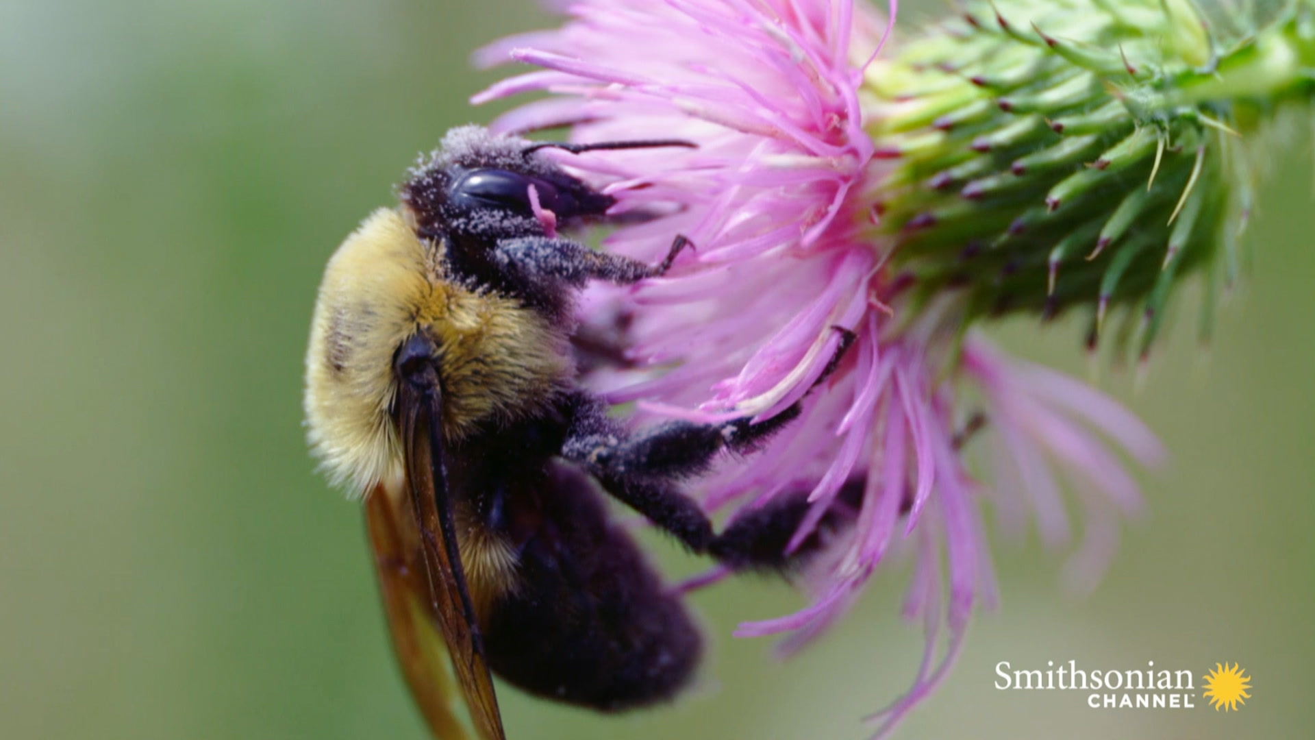 Slo-Mo Footage of a Bumble Bee Dislodging Pollen Smithsonian Magazine