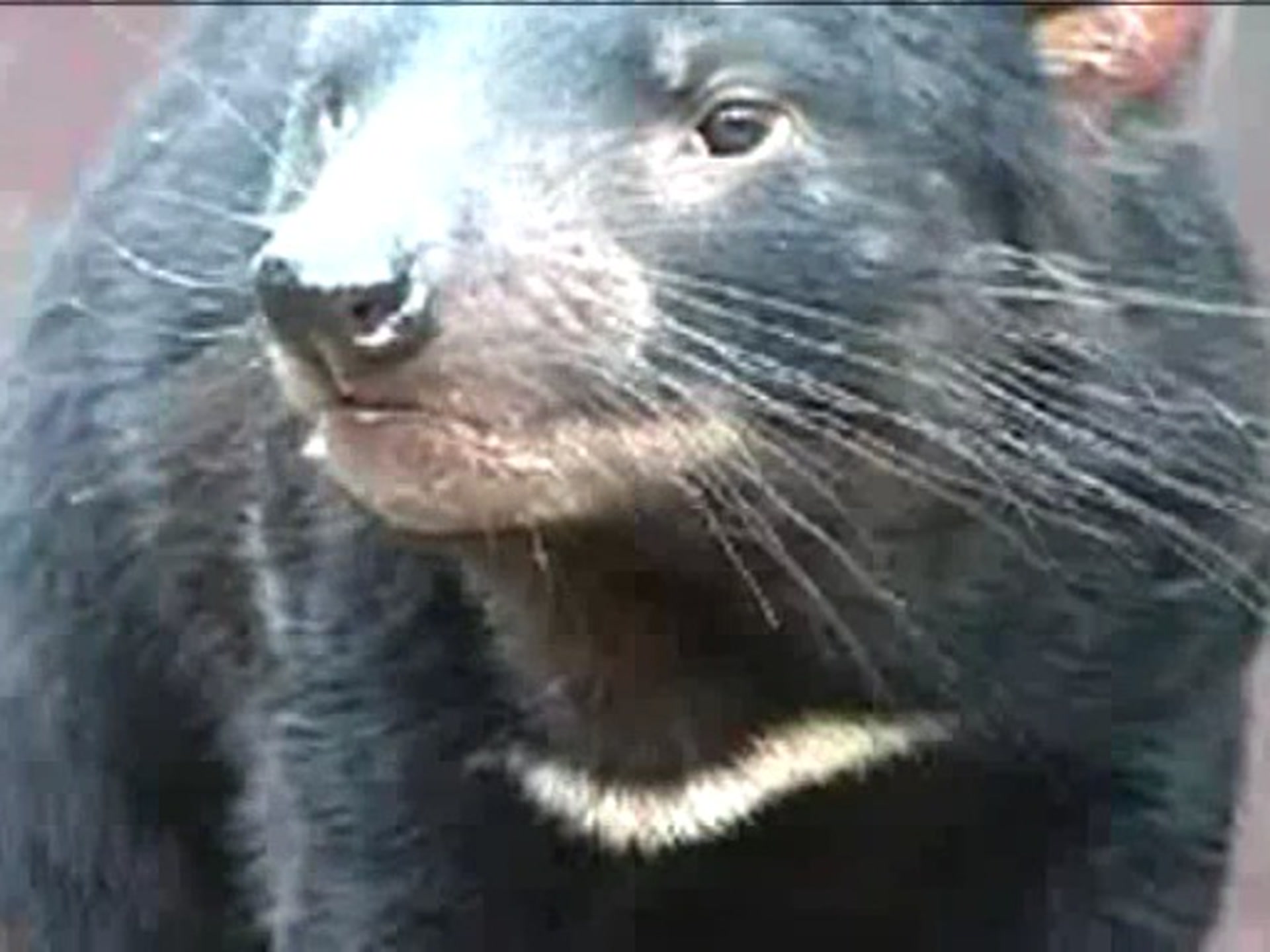 Give the Devil His Due Smithsonian Magazine