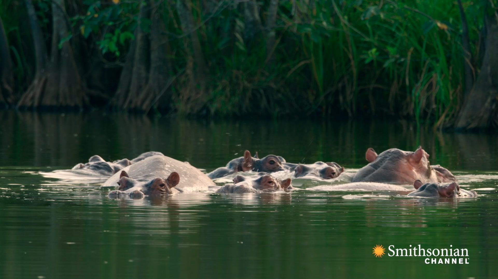 Pablo Escobar's Hippos Have Created an Ecological Crisis in Colombia ...
