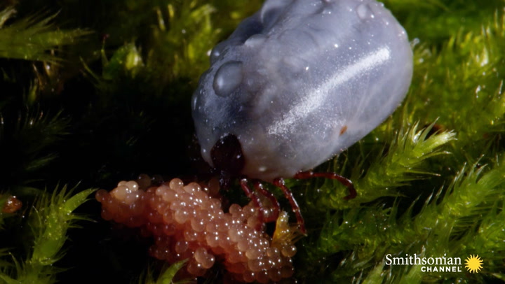 Watch This Mother Tick Lay 1,500 Eggs Smithsonian Magazine