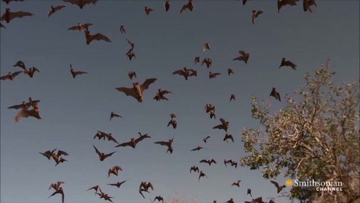 Tracking Bat Colonies With High-Speed Cameras Smithsonian Magazine