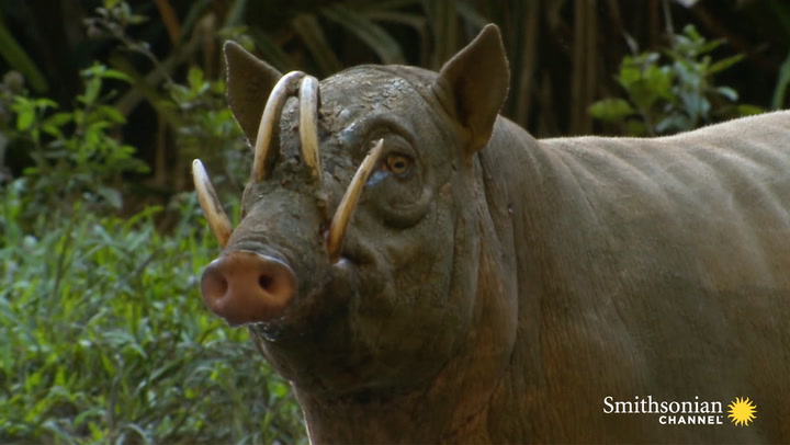 This Wild Pig Has Fangs That Can Pierce Its Own Skull Smithsonian Magazine