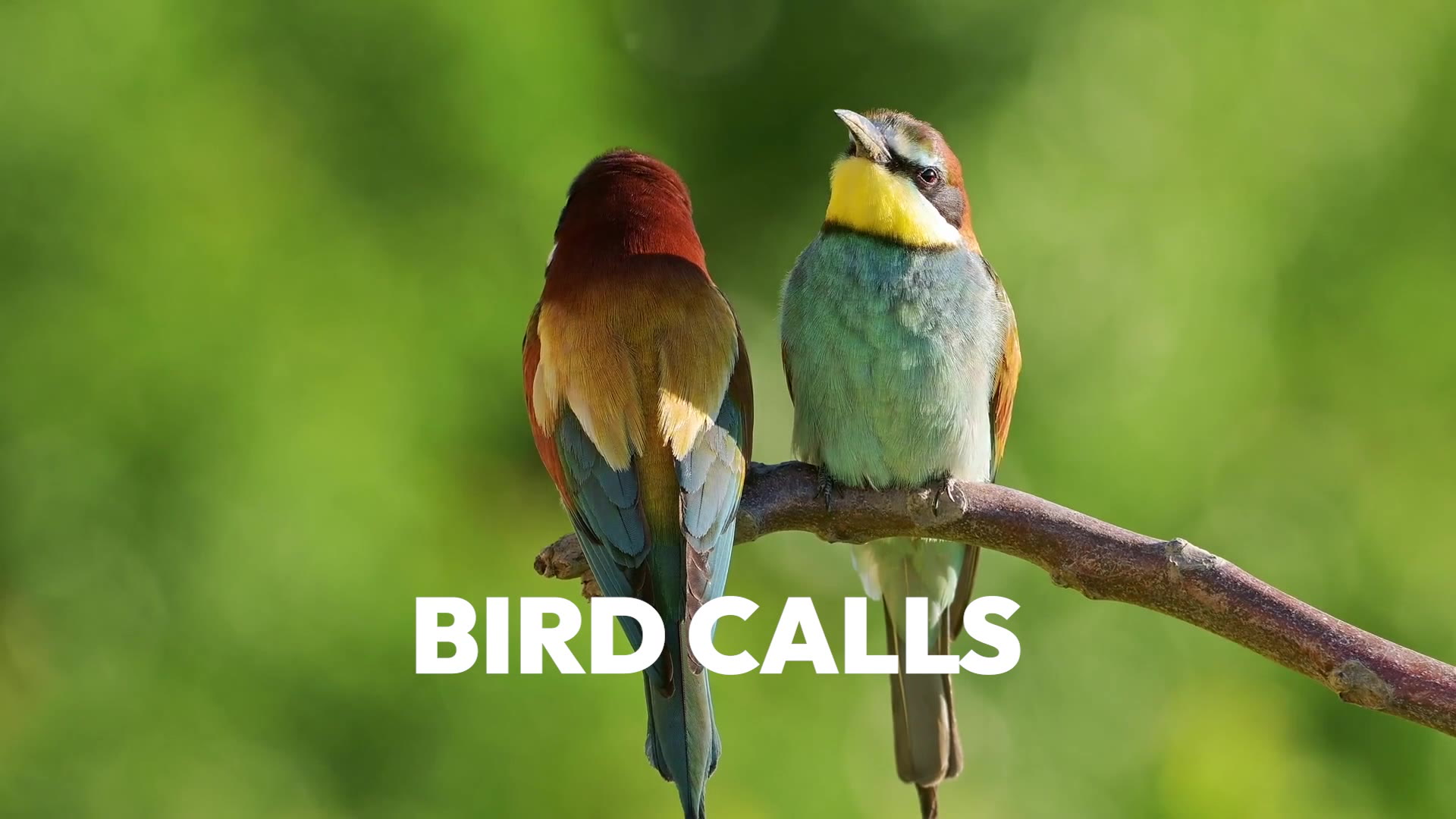 7 Weirdest Bird Calls Smithsonian Magazine