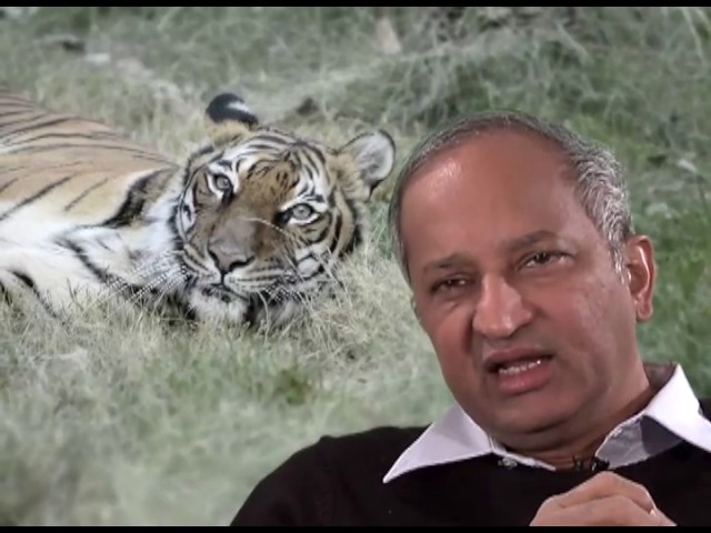 The Savior of the Wild Tiger Smithsonian Magazine