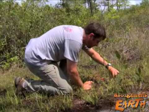 Poaching the Venus Flytrap Smithsonian Magazine