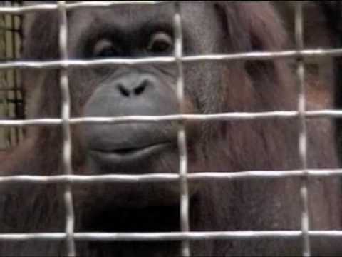 The Whistling Orangutan Smithsonian Magazine