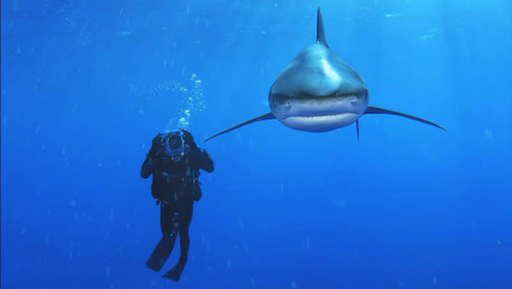 Getting to Know Sharks Smithsonian Magazine