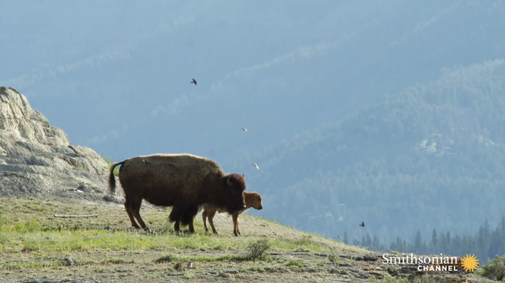 How Bison Are Helping Cliff Swallows Build Their Nests Smithsonian Magazine