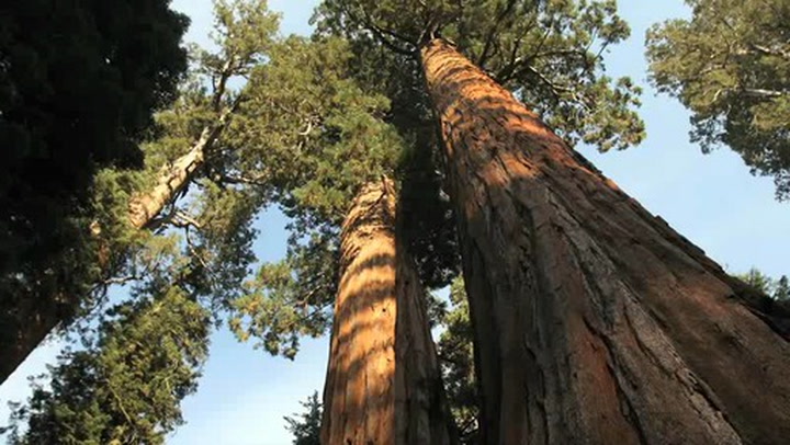 A Sequoia Circle of LIfe Smithsonian Magazine