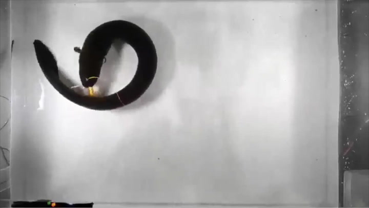 Electric Eels Curl Up to Boost Their Power Smithsonian Magazine Electric Eels Curl Up to Boost Their Power Smithsonian Magazine