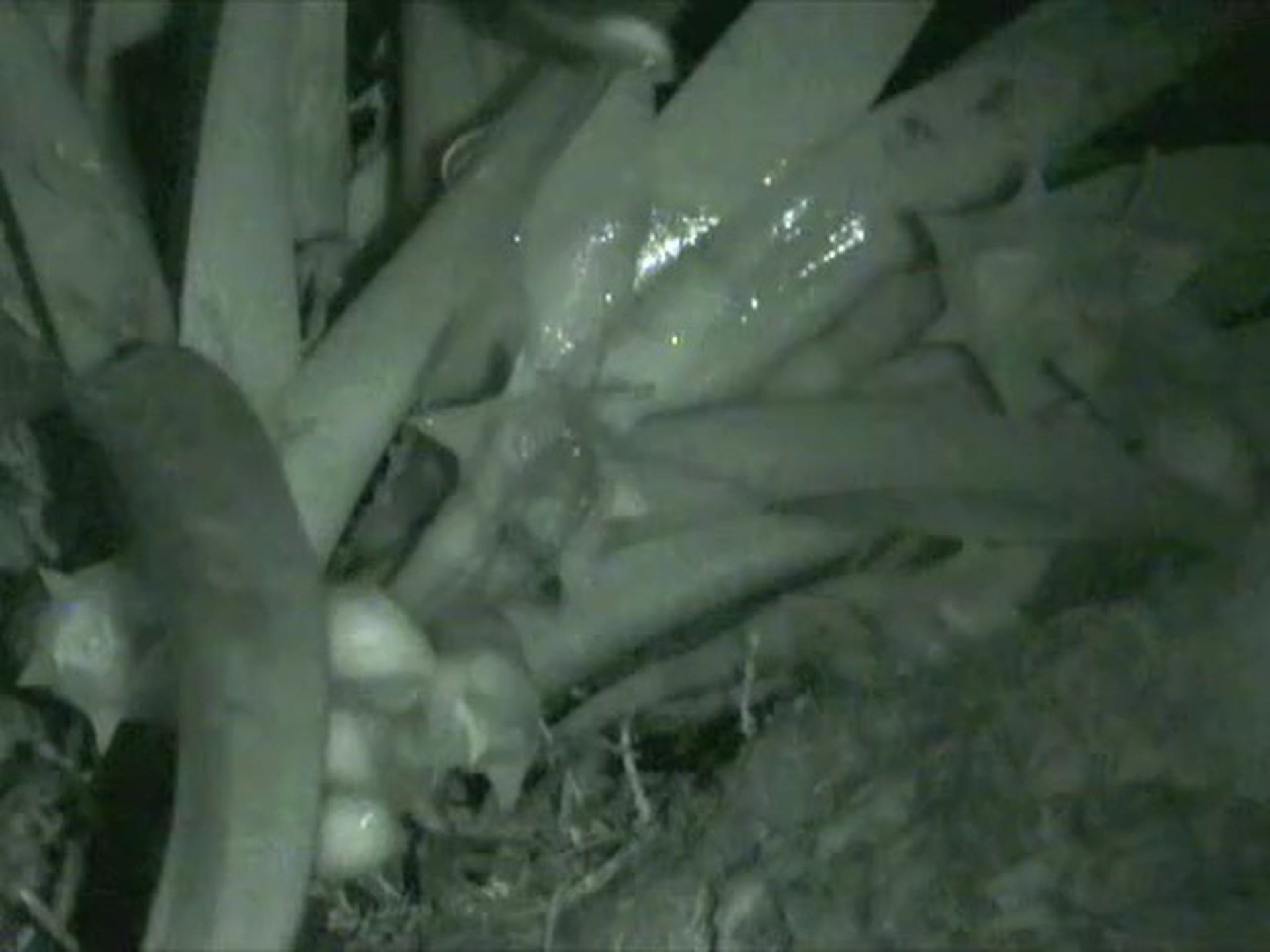 The Pollinating Cricket Smithsonian Magazine