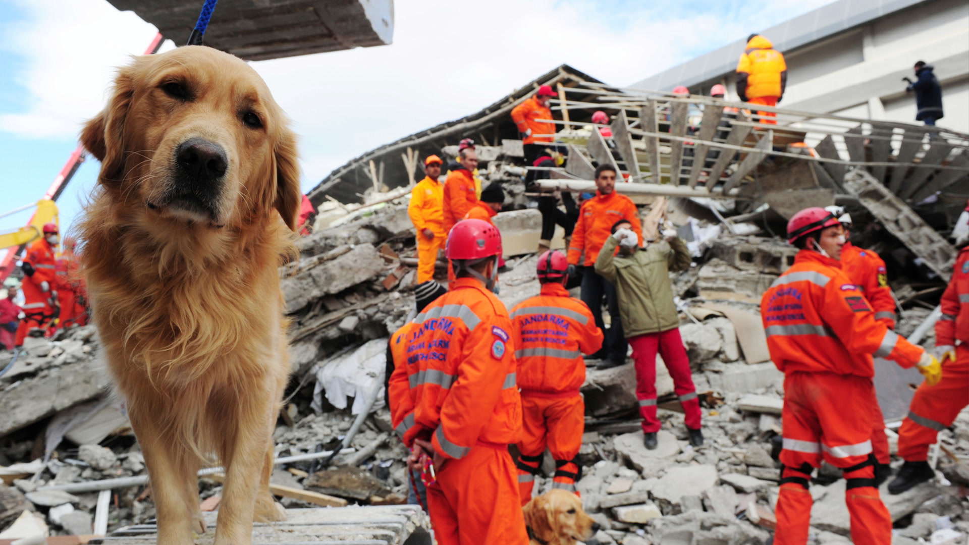 Ask Smithsonian: Can Animals Predict Earthquakes and Other Natural ...