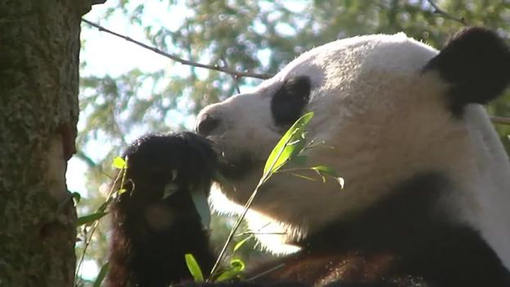 Panda Enrichment Smithsonian Magazine