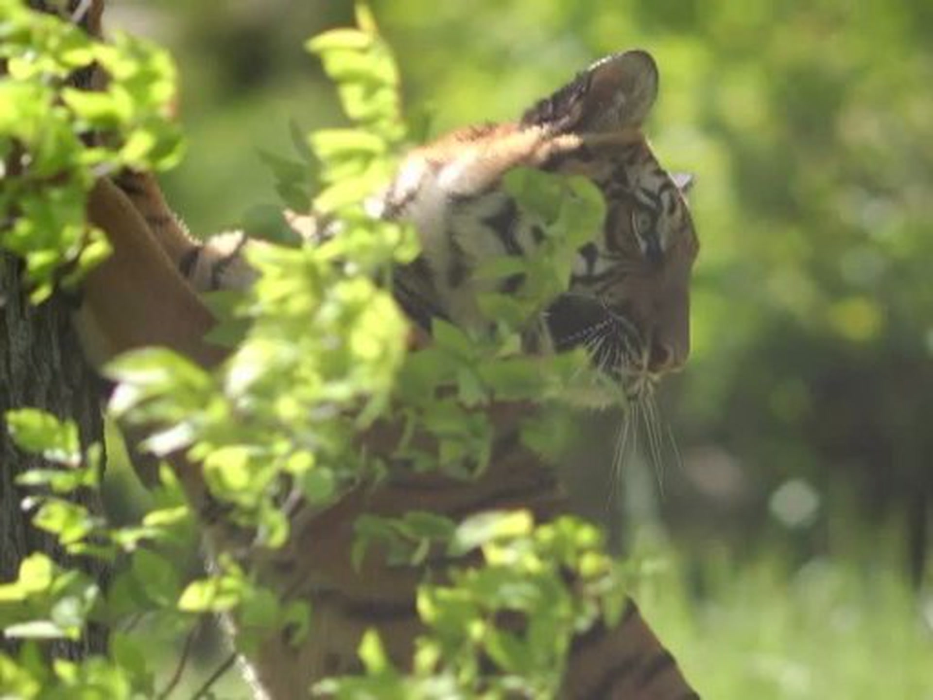 The Savior of the Wild Tiger Smithsonian Magazine