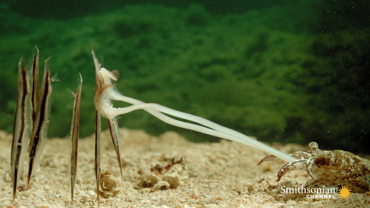 A Clever Cuttlefish Goes in for the Kill Smithsonian Magazine