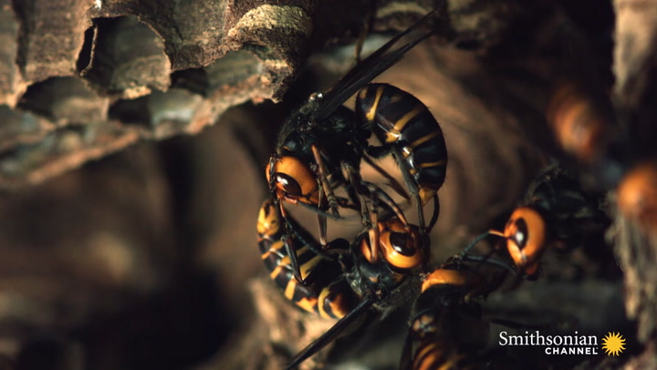 Two Giant Killer Hornet Colonies Battle to the Death Smithsonian Magazine