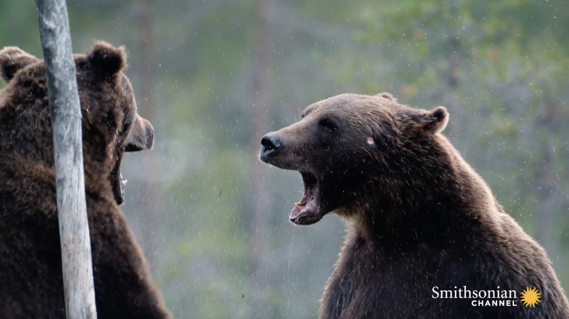 Stunning Footage of Two Bears Duking It Out for Dominance Smithsonian ...