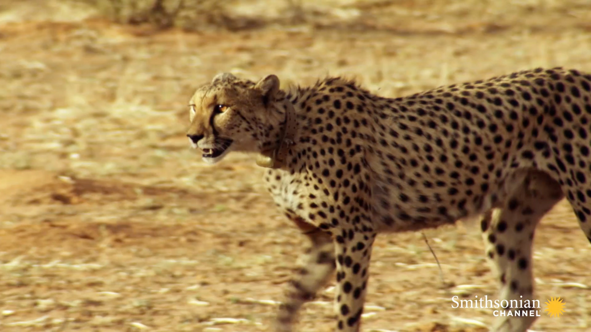 Incredible: A Cheetah Sprints to Catch a Springbok Smithsonian Magazine