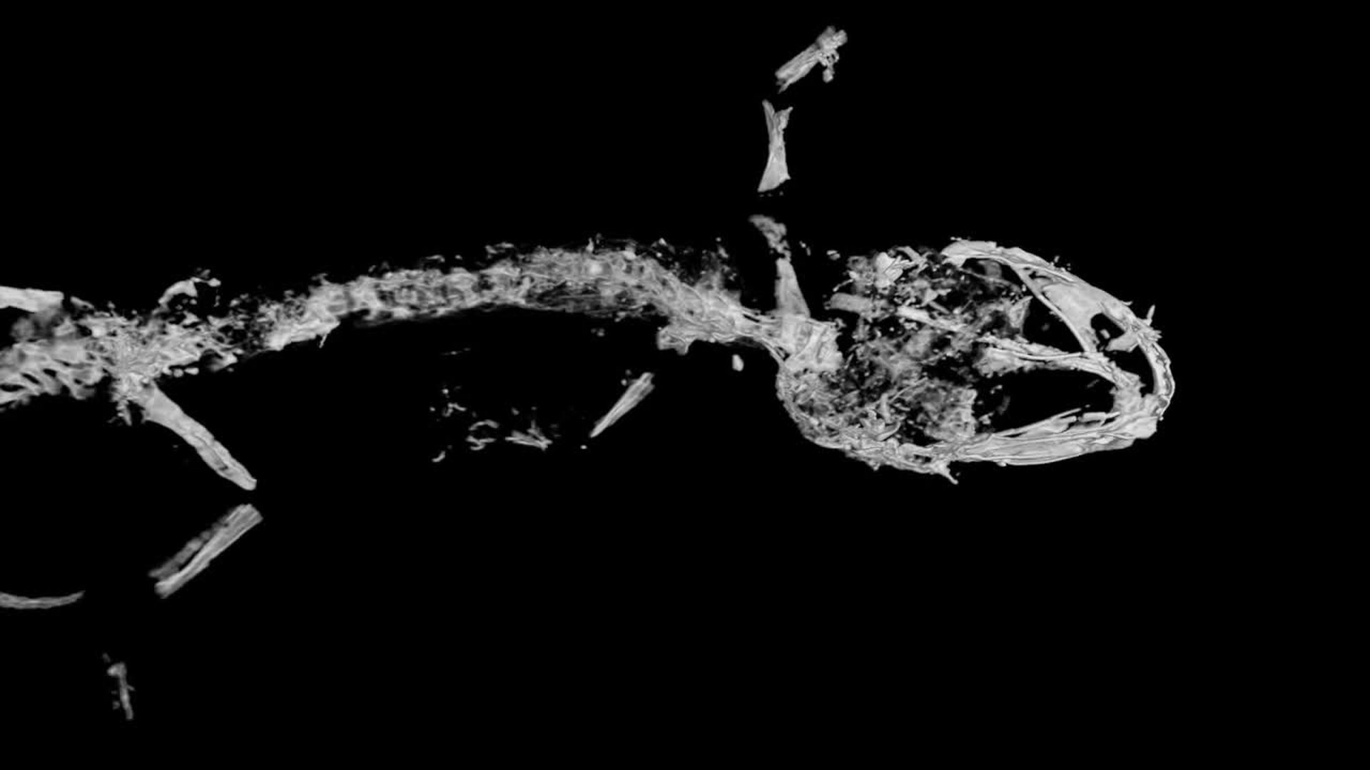 Ancient Lizards Revealed in 3D Scans Smithsonian Magazine