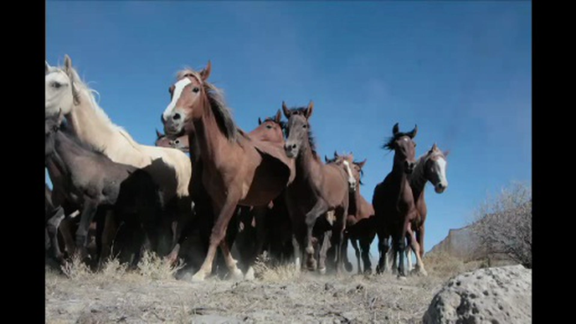 Mustangs: Spirits of the Wild West Smithsonian Magazine