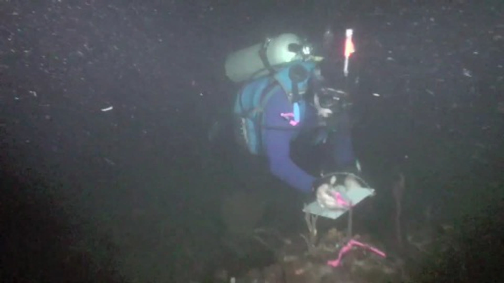 How Coral Reefs Spawn Smithsonian Magazine