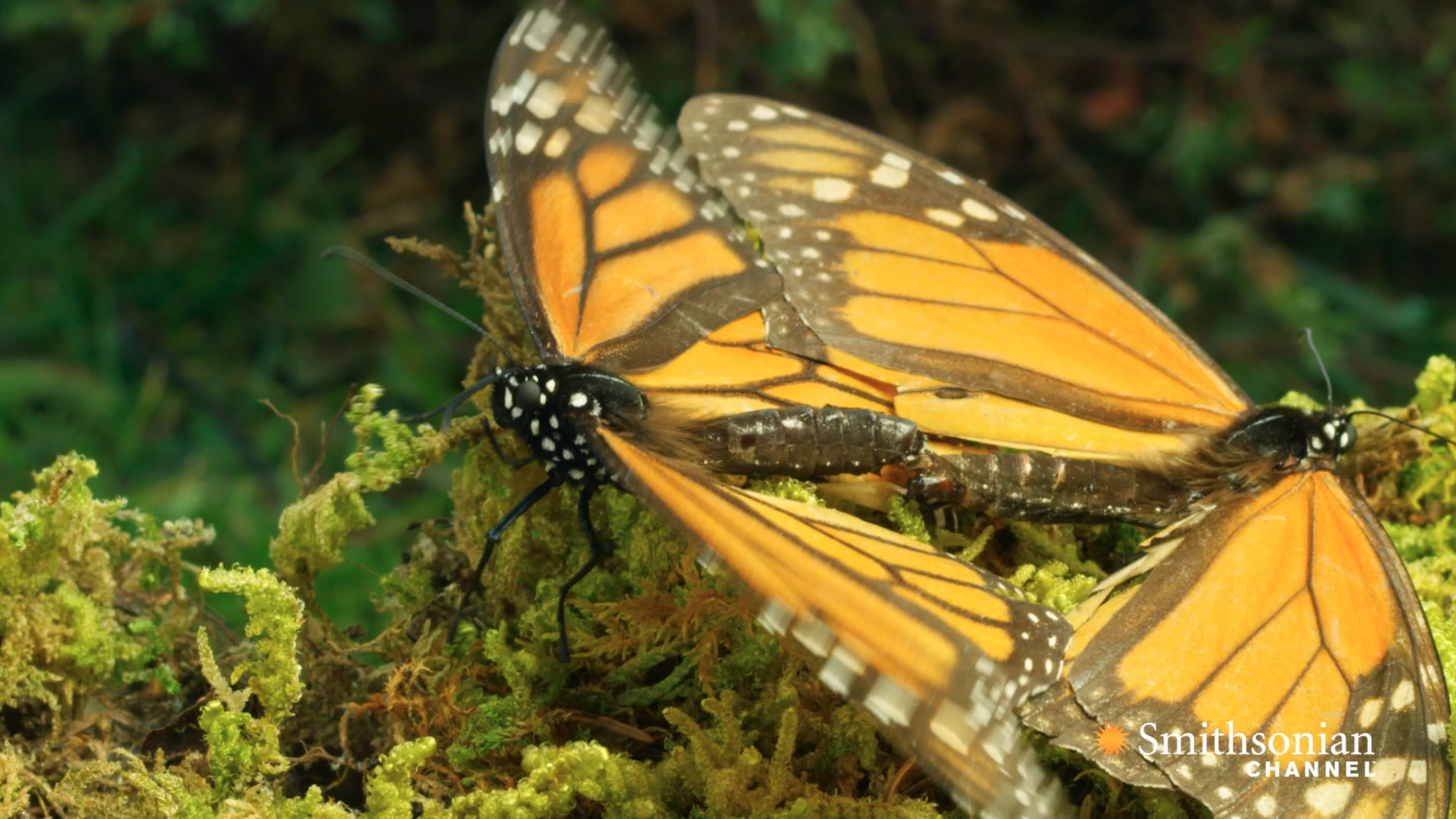 Mesmerizing Footage of Monarch Butterflies Mating Smithsonian Magazine