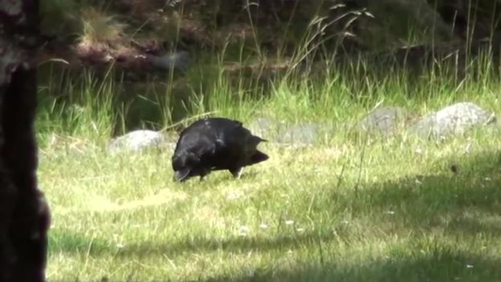 SmartNews: Animal Spies Smithsonian Magazine