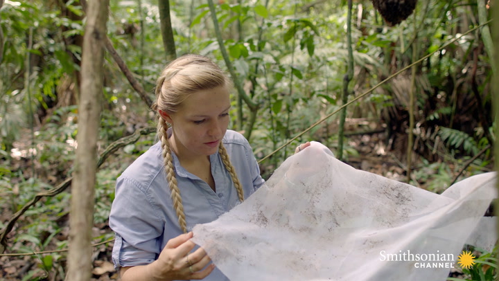 Why 10 Daily Tons of Ant Poop Keep This Rainforest Thriving Smithsonian ...