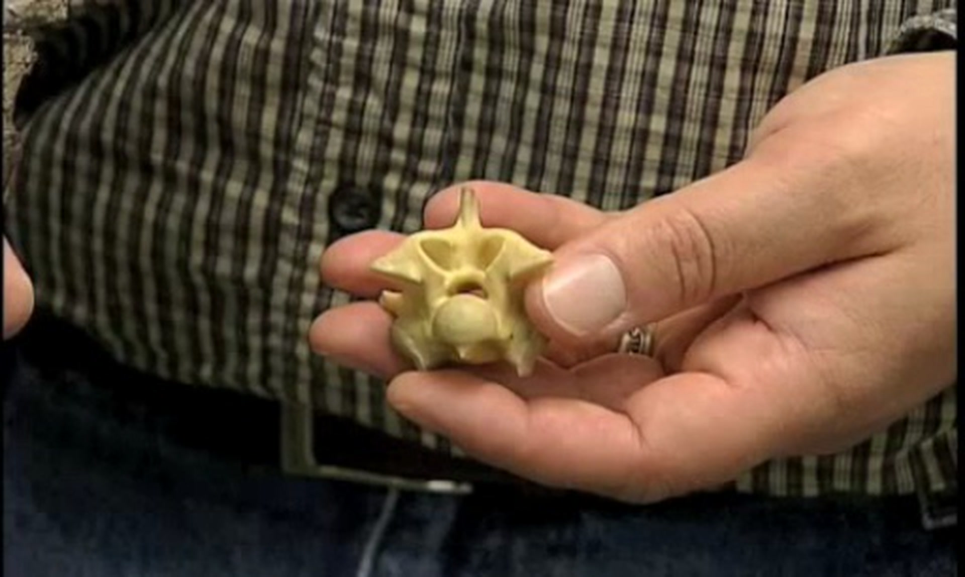 Discovering Titanoboa, the World's Largest Snake Smithsonian Magazine