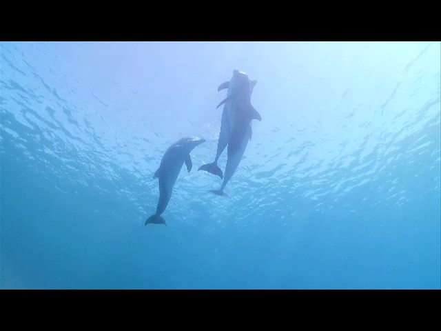 Under the Sea With Dolphins Smithsonian Magazine