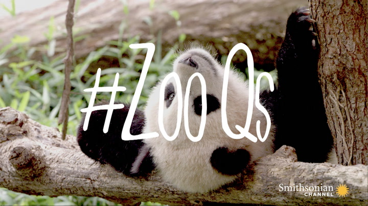 When Do Pandas Get Their Eye Patches? Smithsonian Magazine