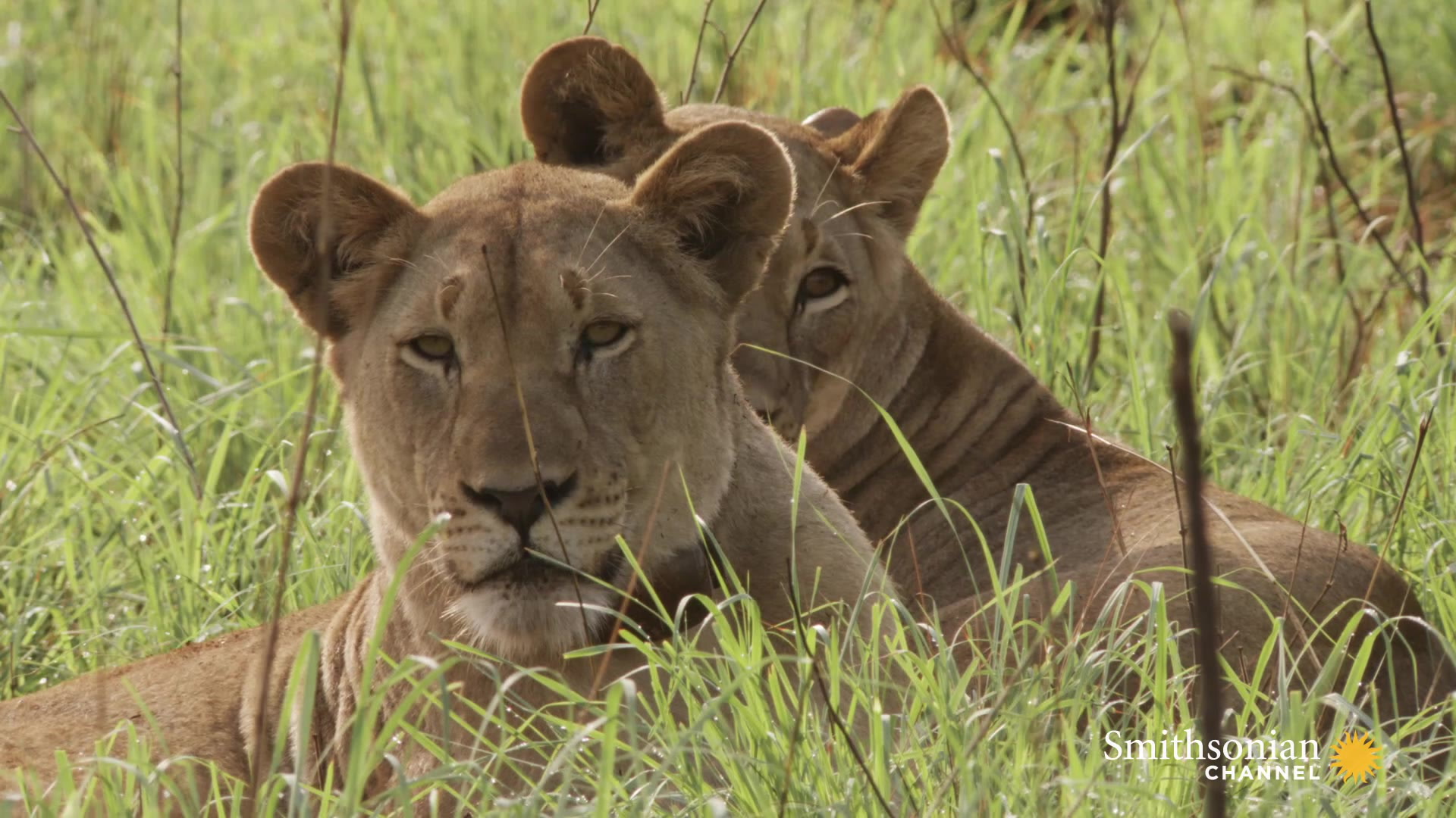 This Lion Couple Mates Over 100 Times a Day Smithsonian Magazine