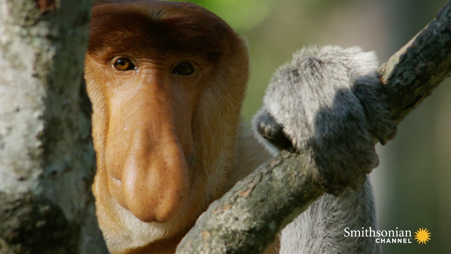Why Do These Monkeys Have Such Outrageous Noses? Smithsonian Magazine