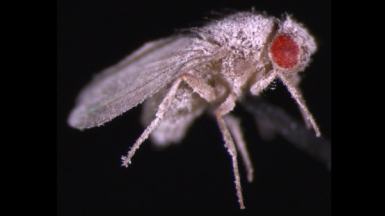 SmartNews: Flies in Space Smithsonian Magazine