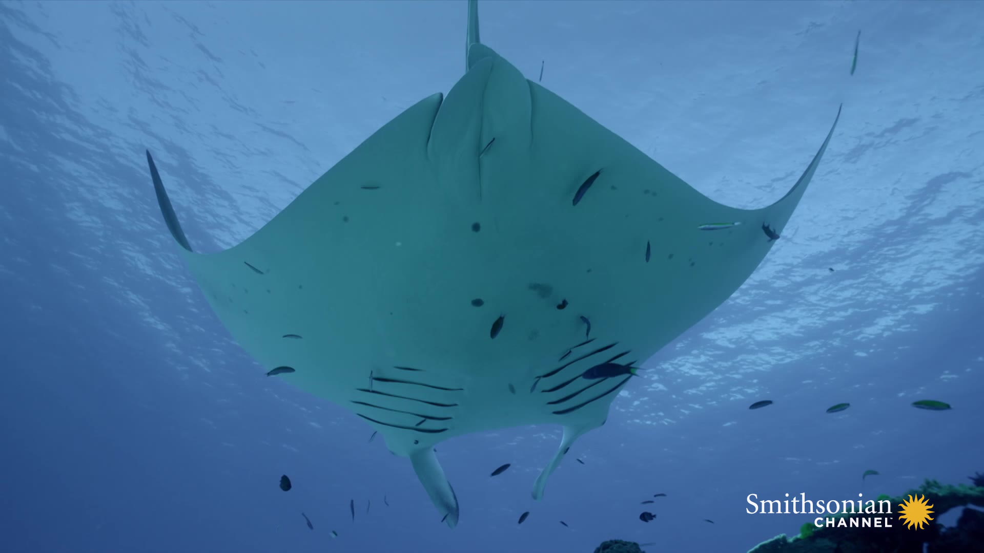 Manta Rays Use Tiny Fish to Help Them Stay Clean Smithsonian Magazine