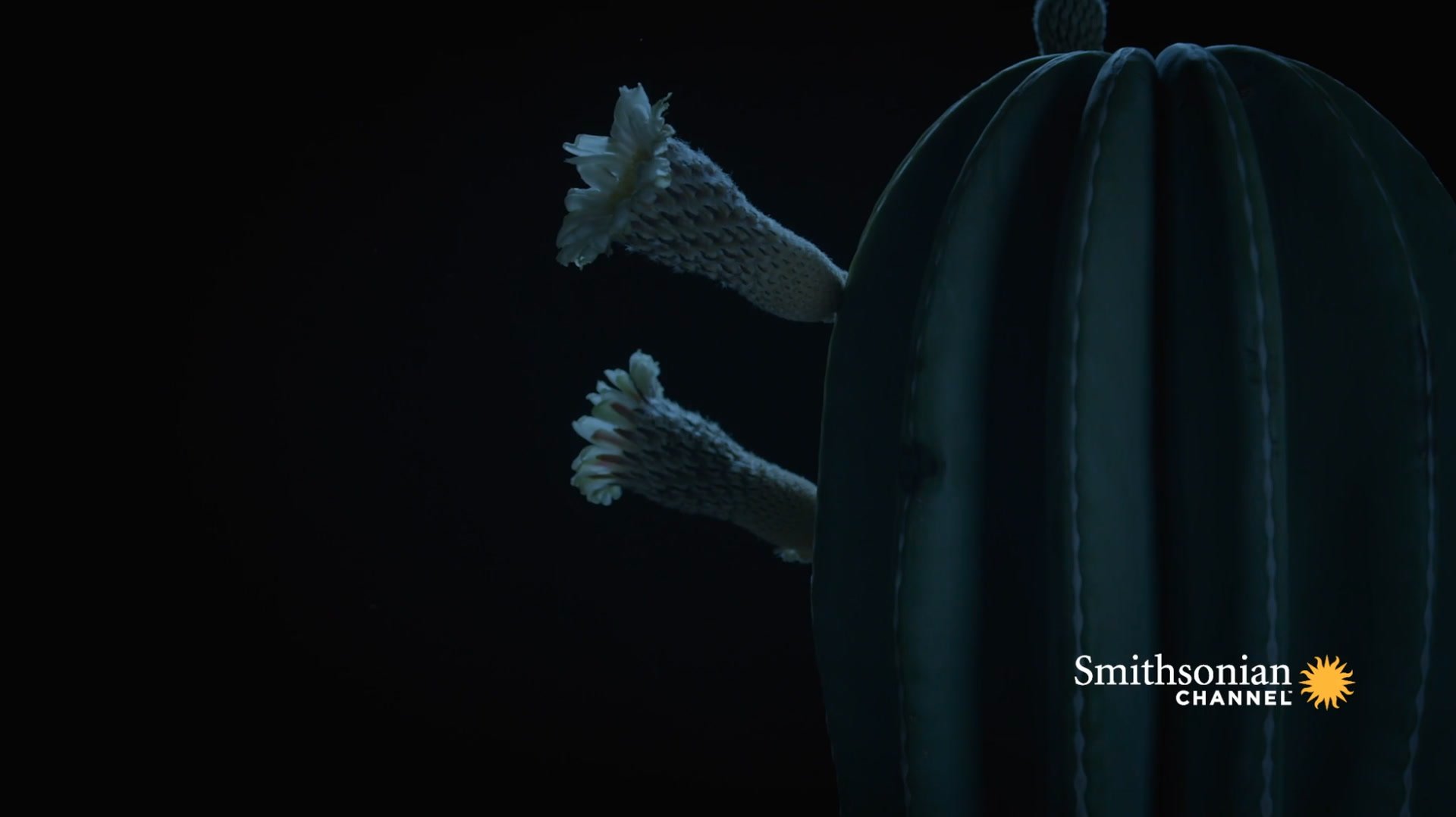 This Cactus Opens Its Petals Only One Night a Year Smithsonian Magazine